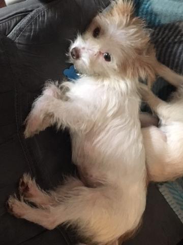 Florida Little Dog Rescue Group - Adoptable Dogs