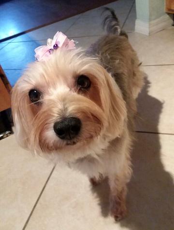 Florida Little Dog Rescue Group - Adoptable Dogs