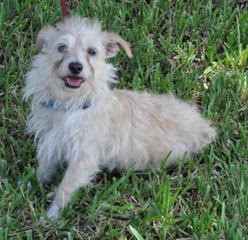 Florida Little Dog Rescue Group - Adoptable Dogs