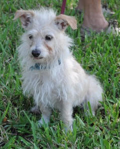 Florida Little Dog Rescue Group - Adoptable Dogs