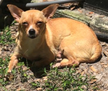 Florida Little Dog Rescue Group - Adoptable Dogs
