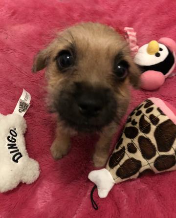 Florida Little Dog Rescue Group - Adoptable Dogs