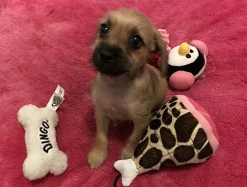 Florida Little Dog Rescue Group - Adoptable Dogs