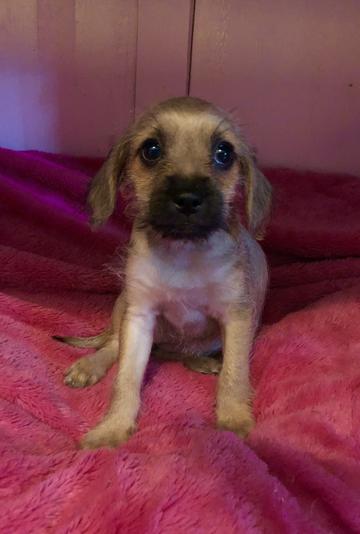 Florida Little Dog Rescue Group - Adoptable Dogs