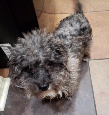 Florida Little Dog Rescue Group - Adoptable Dogs