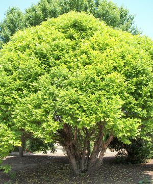 Grobe's Nursery and Garden Centre - Newest Trees