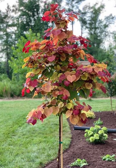 Grobe's Nursery and Garden Centre - Newest Trees