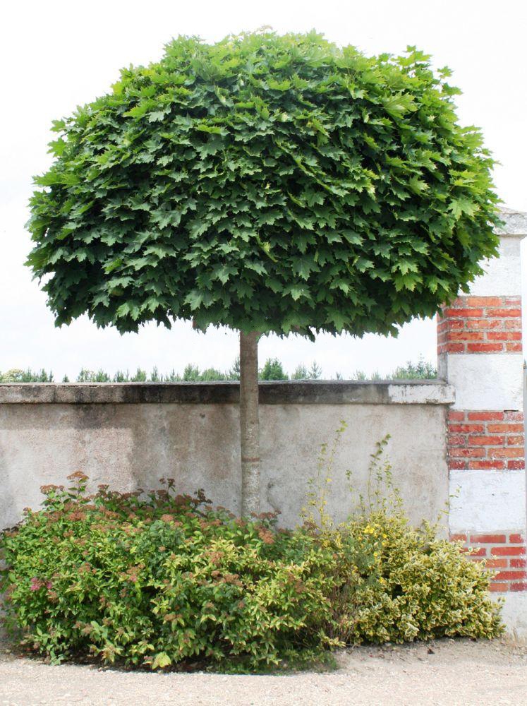 Grobe's Nursery and Garden Centre - Newest Trees