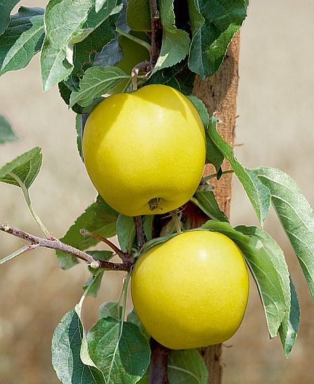 Grobe's Nursery and Garden Centre - Newest Fruit