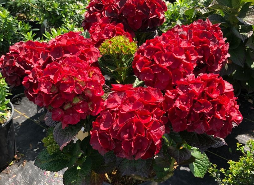Grobe's Nursery and Garden Centre - Newest Shrubs