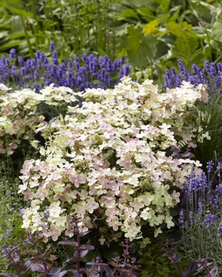 Grobe's Nursery and Garden Centre - Newest Shrubs