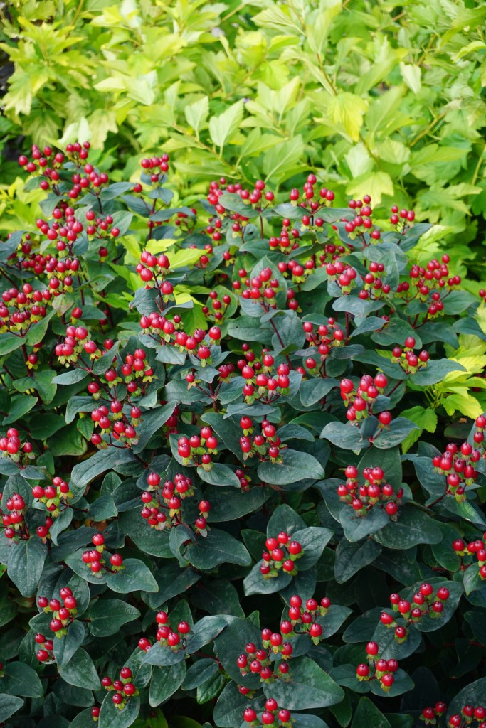 hypericum inodorum magical midnight glow