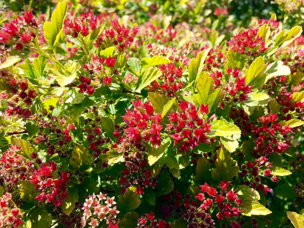Grobe's Nursery and Garden Centre - Newest Shrubs
